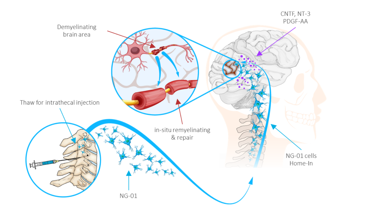 Technology - neurogenesis